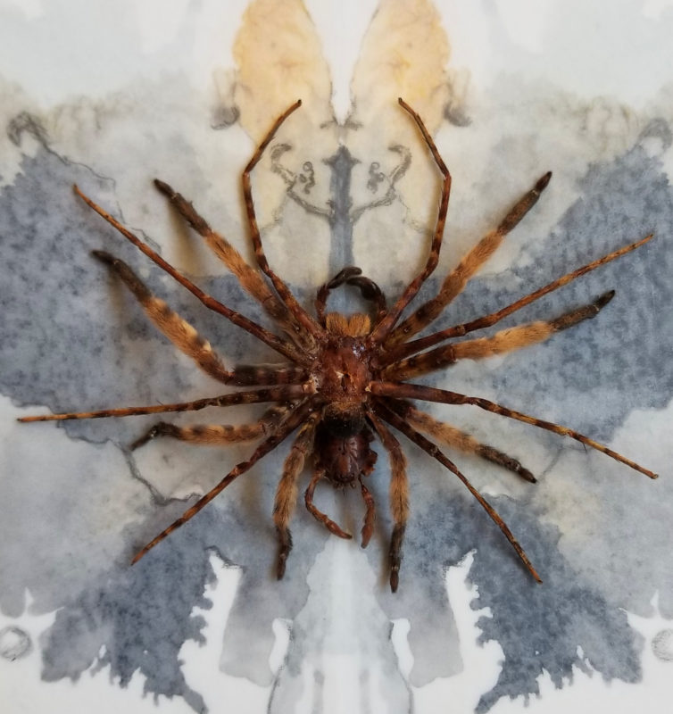 Arachnophobia - Every Day Original