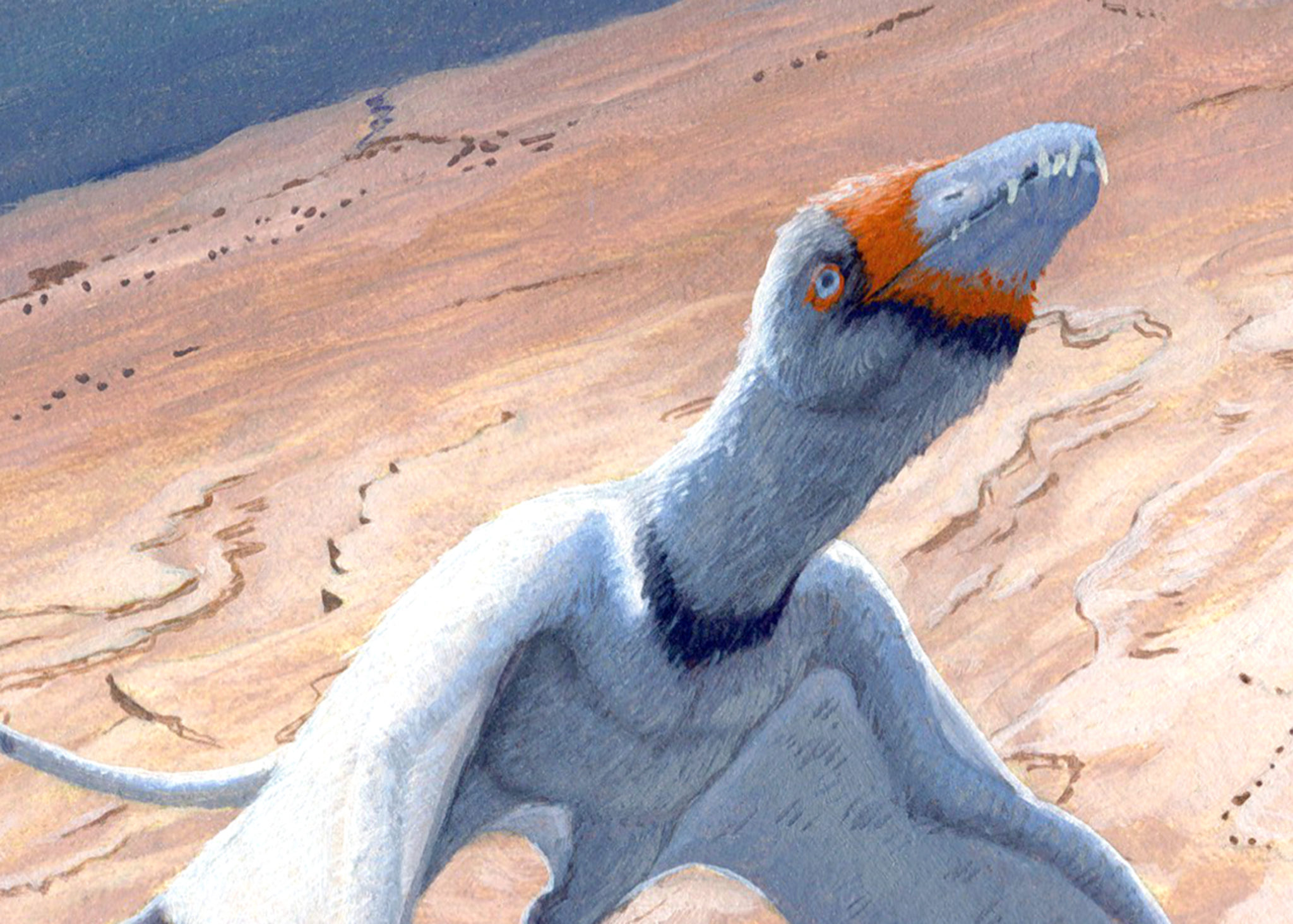 Eudimorphodon - Every Day Original