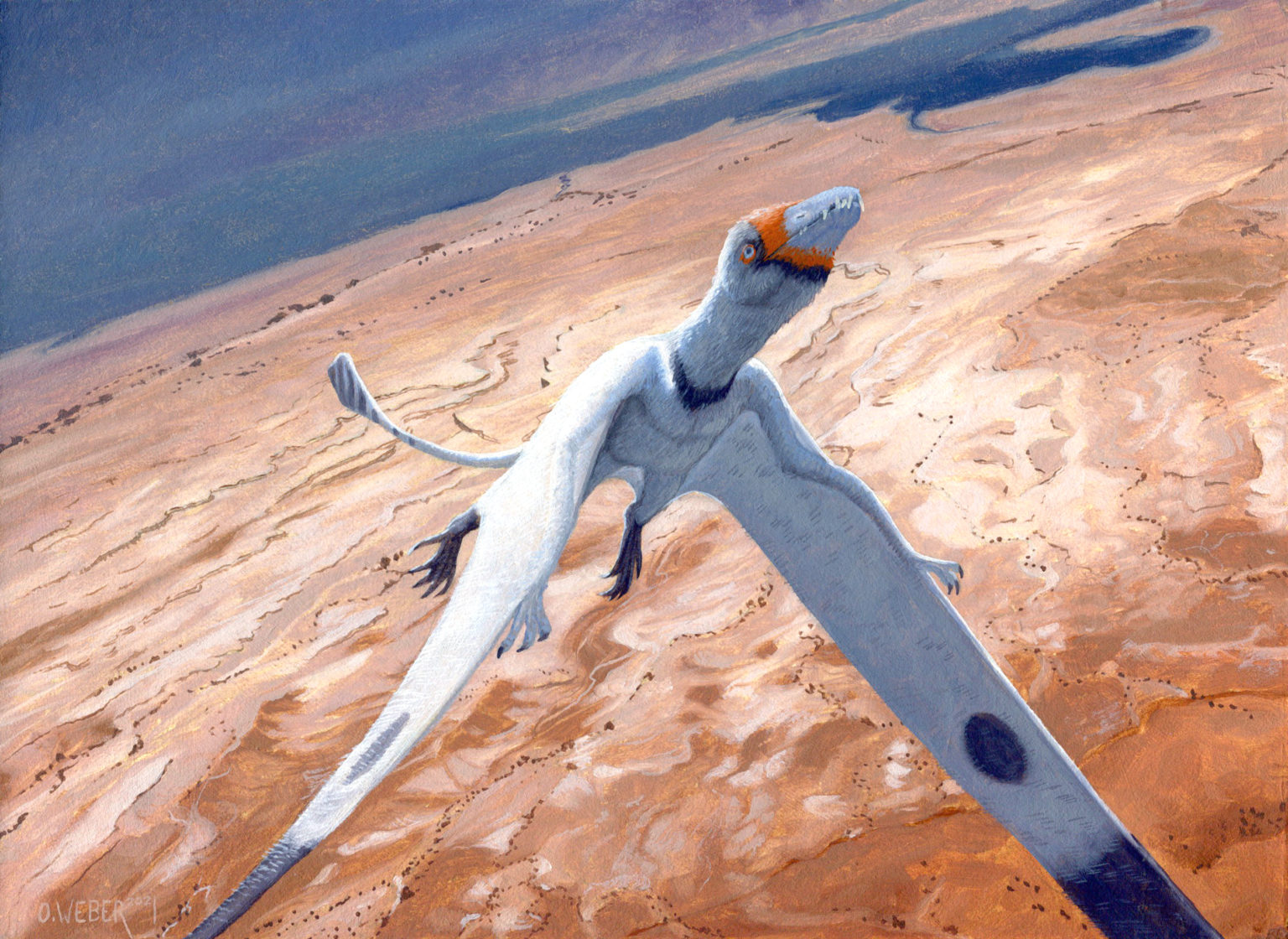 Eudimorphodon- Original Art by Owen Weber - Every Day Original