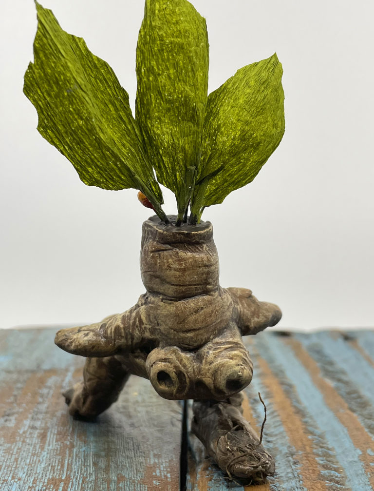 Life Cycle of the Mandrake - Every Day Original